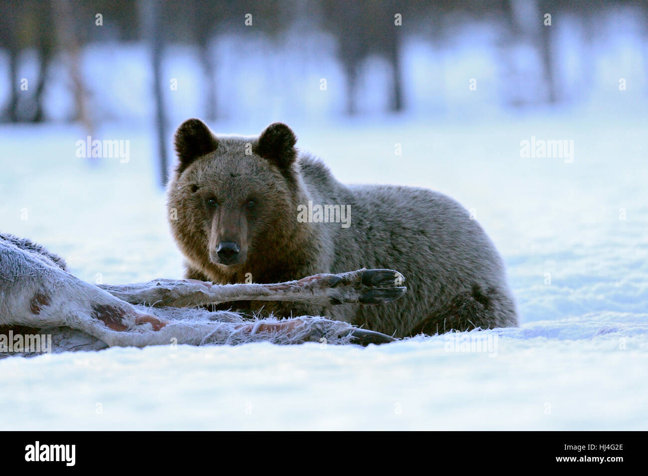 Cadaver body hi-res stock photography and images - Alamy