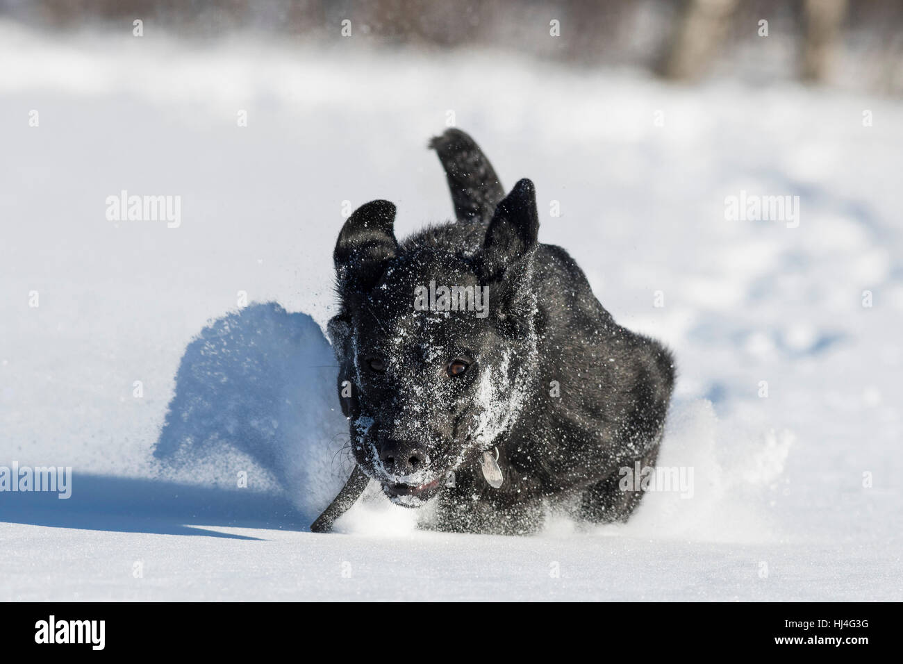 A Black Labrador Retriever running in fresh snow in the winter Stock ...