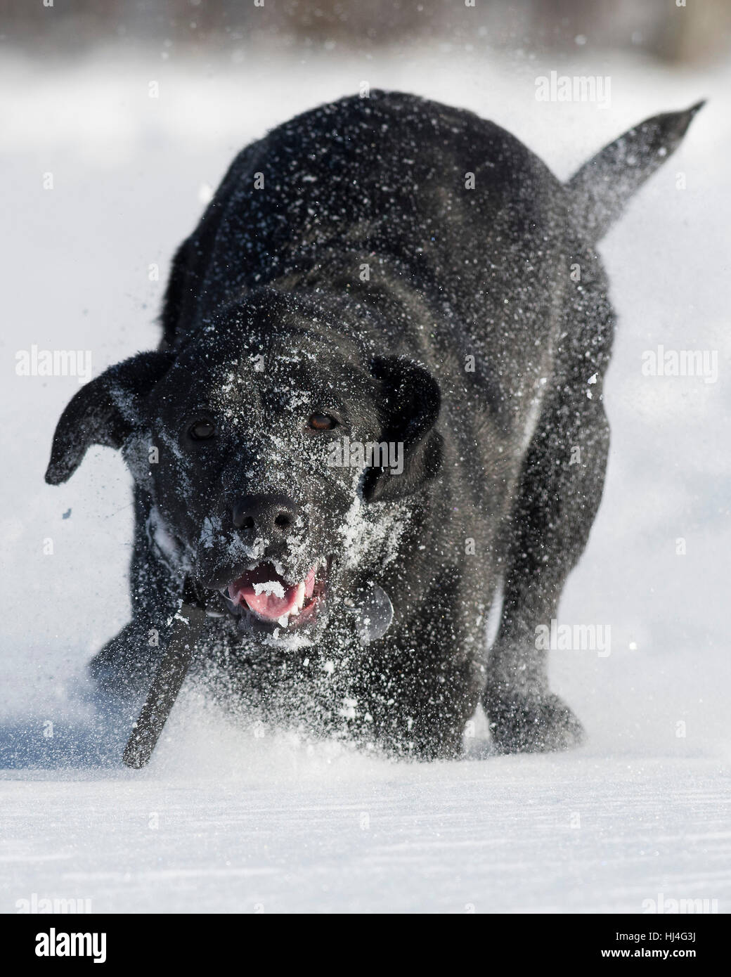 A Black Labrador Retriever running in fresh snow in the winter Stock ...