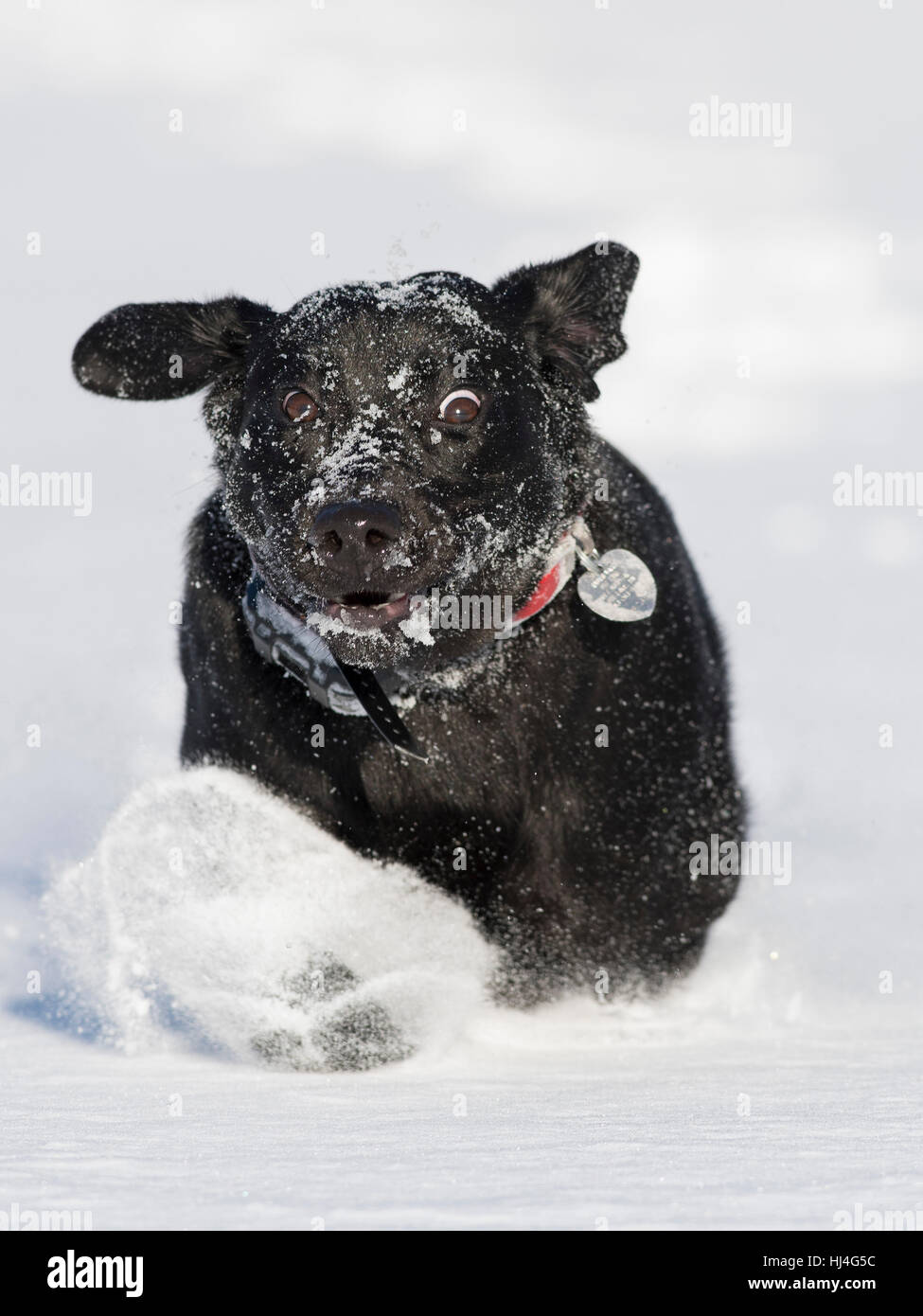 A Black Labrador Retriever running in fresh snow in the winter Stock ...