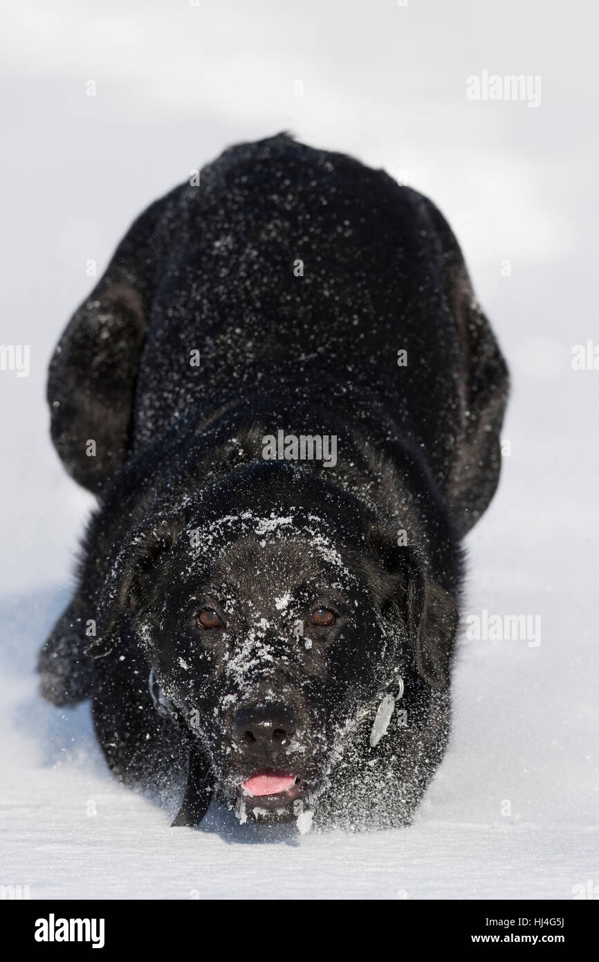 A Black Labrador Retriever running in fresh snow in the winter Stock ...
