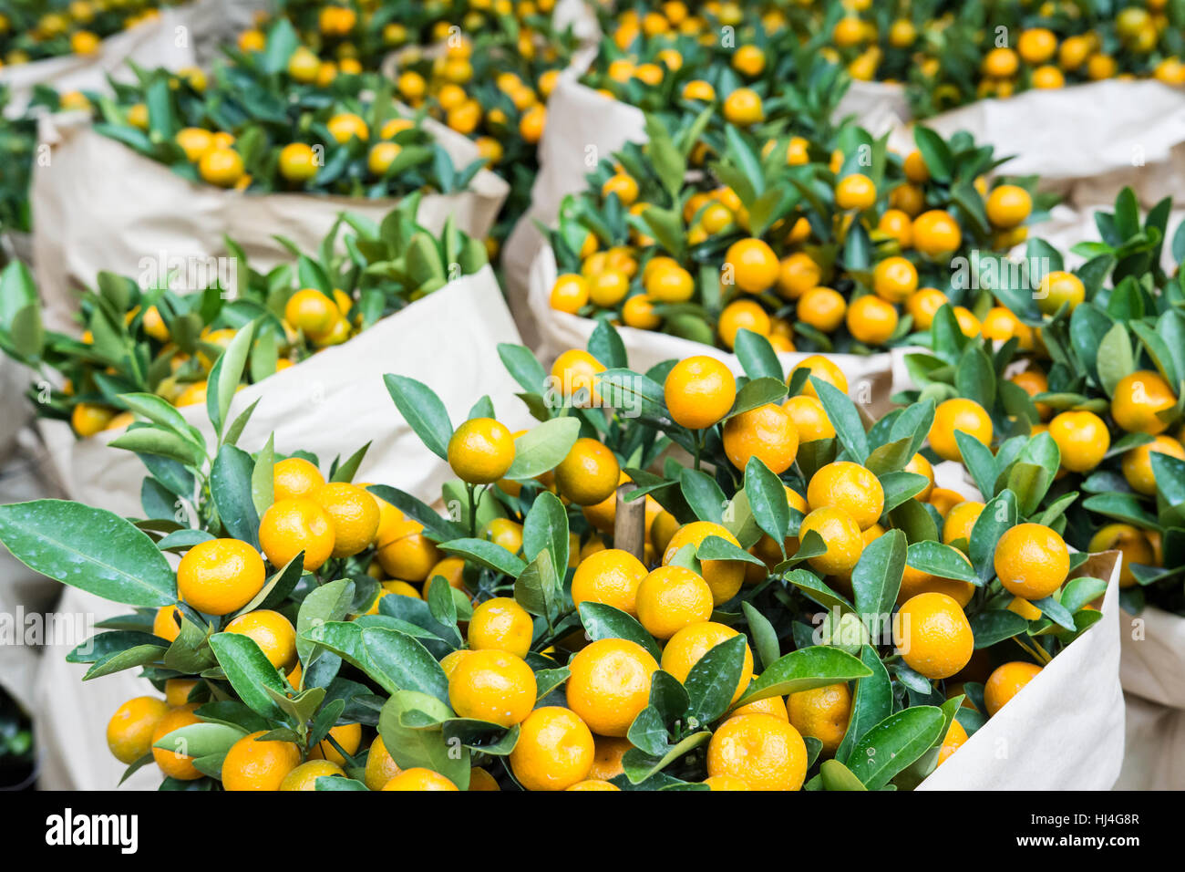 Chinese plants pots hi-res stock photography and images - Alamy