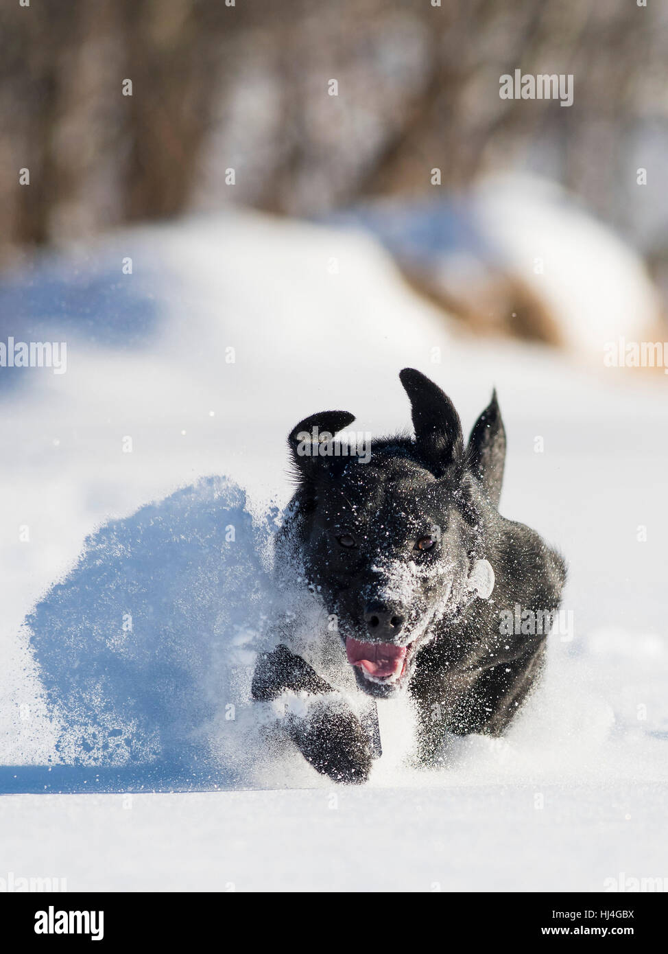 A Black Labrador Retriever running in fresh snow in the winter Stock ...