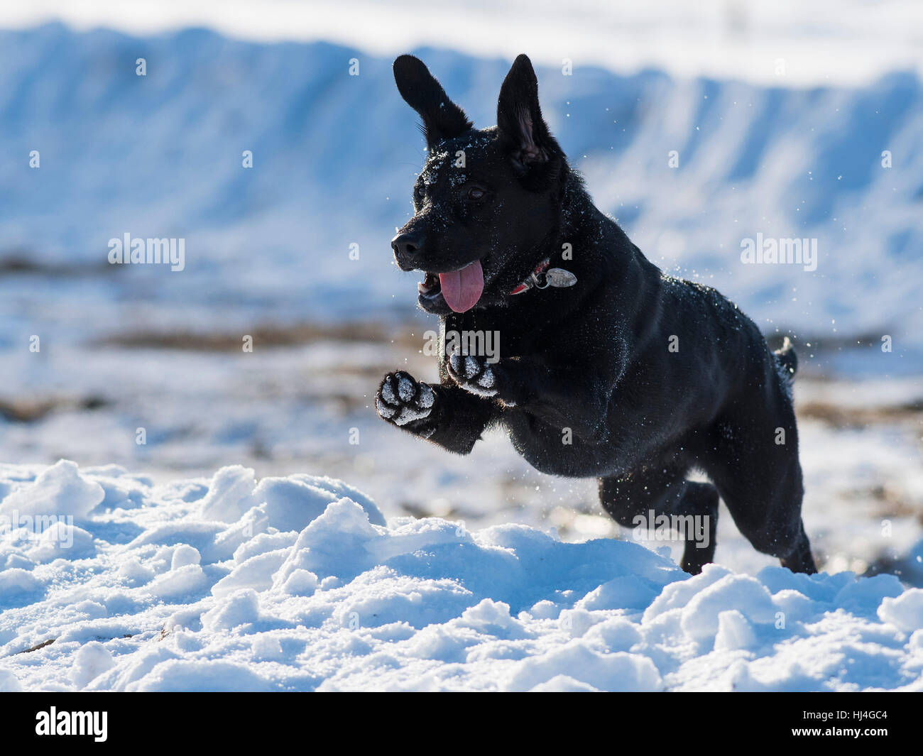 A Black Labrador Retriever running in fresh snow in the winter Stock ...