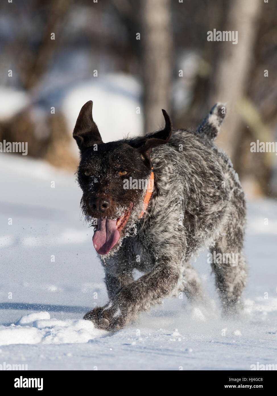 A German Wirehair Pointer running across a snowy field while hunting ...