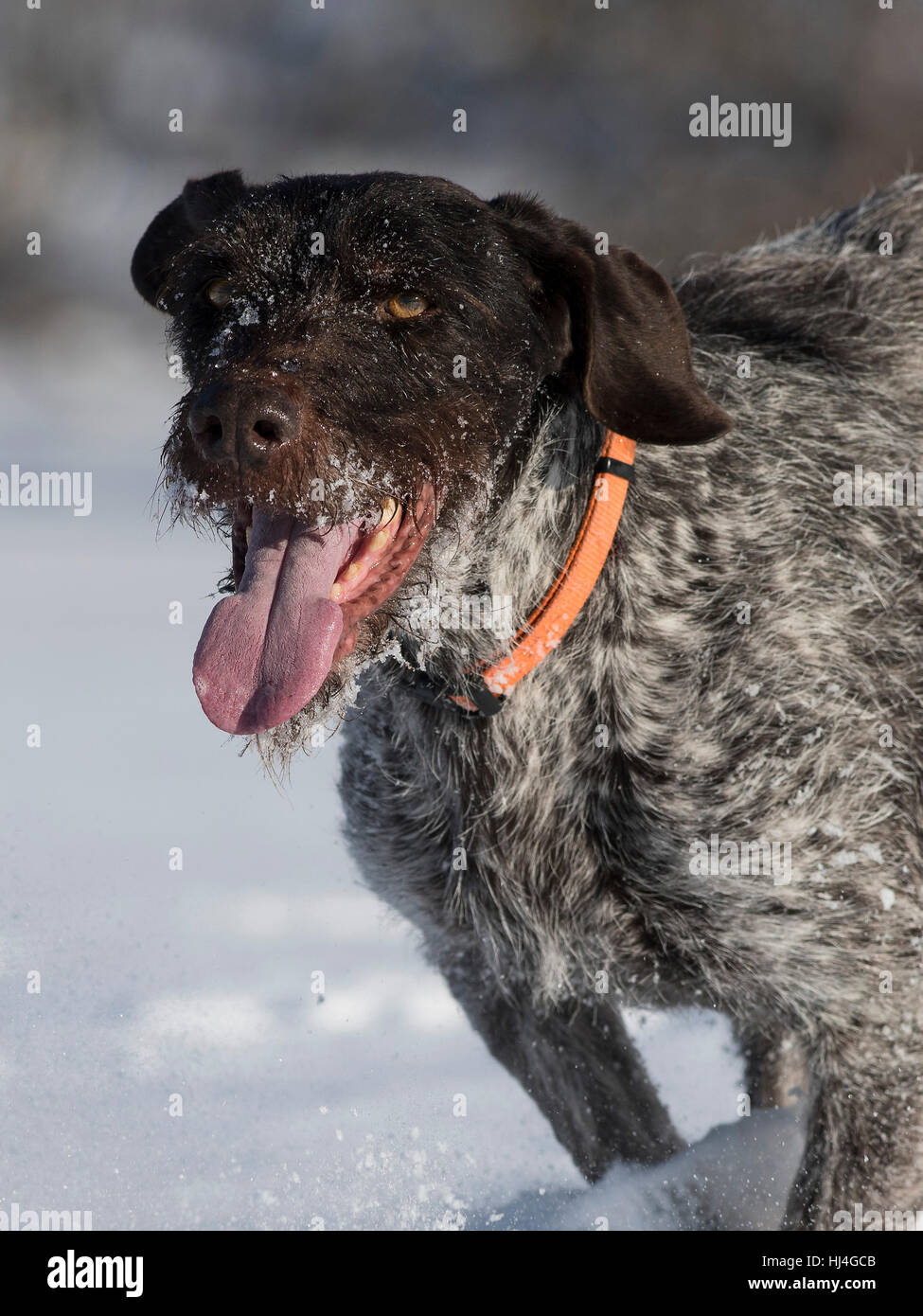 A German Wirehair Pointer running across a snowy field while hunting ...