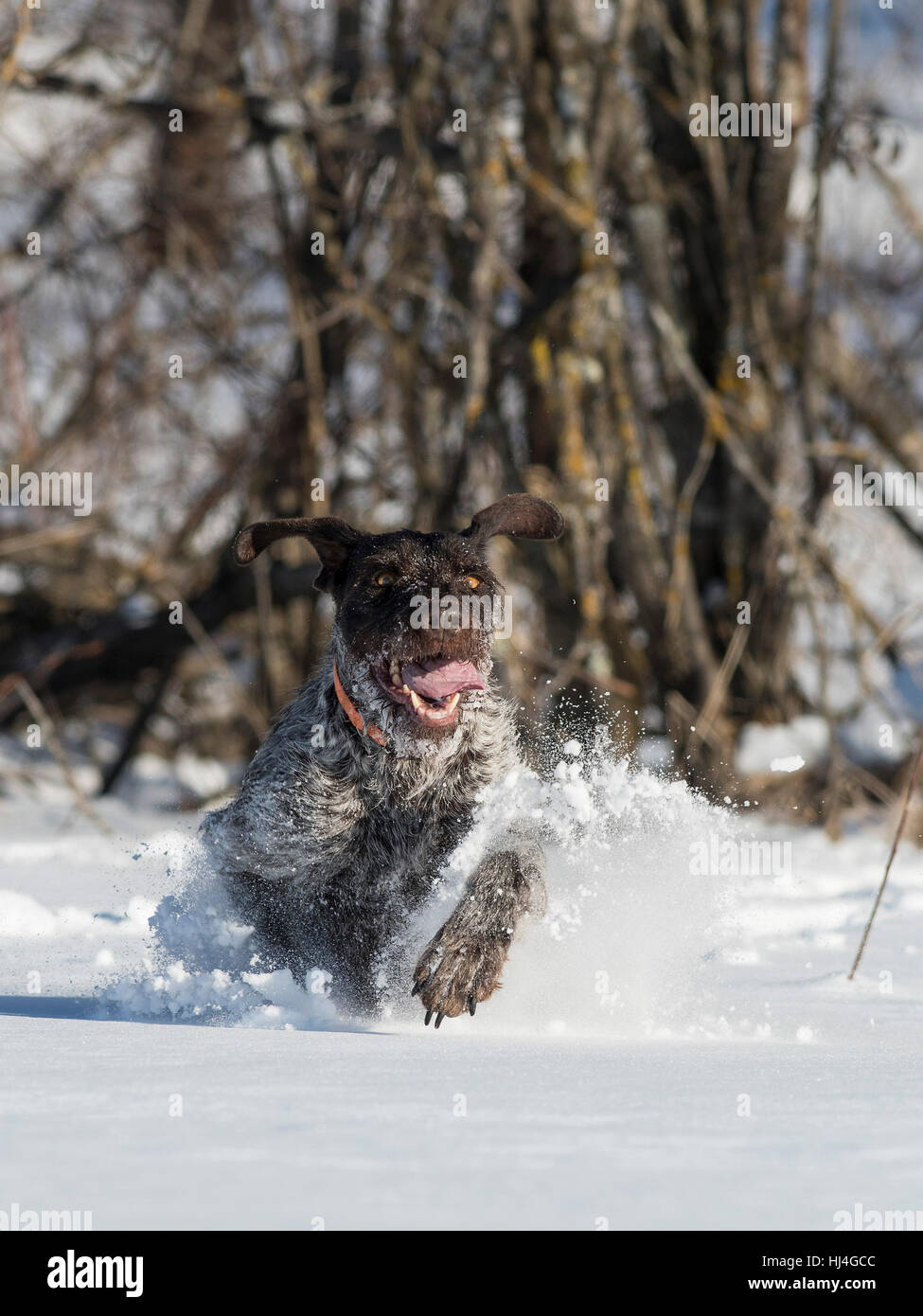 A German Wirehair Pointer running across a snowy field while hunting ...