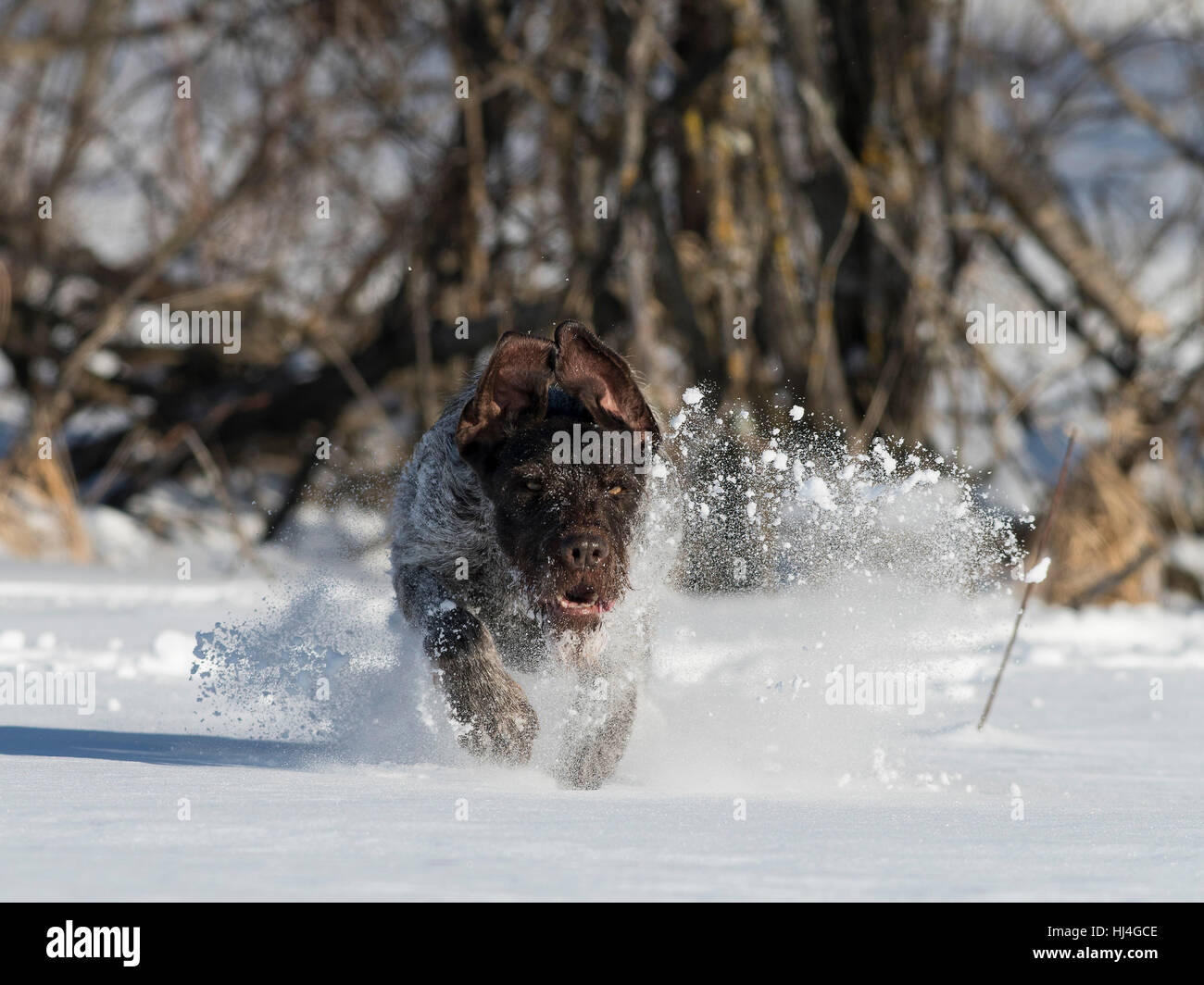 A German Wirehair Pointer running across a snowy field while hunting ...