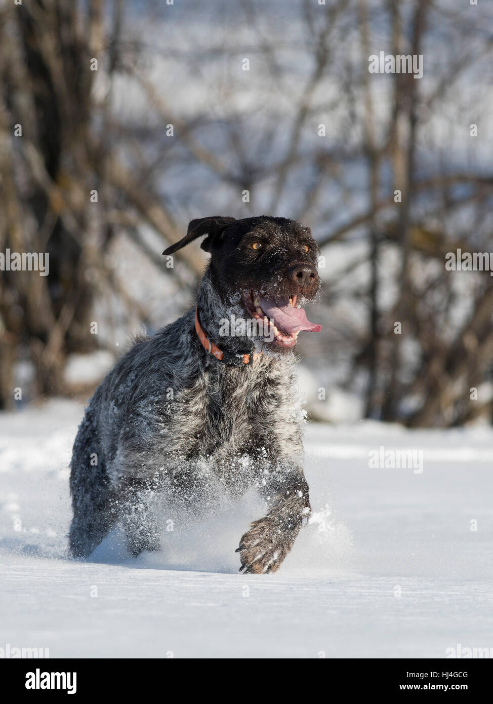 A German Wirehair Pointer running across a snowy field while hunting ...