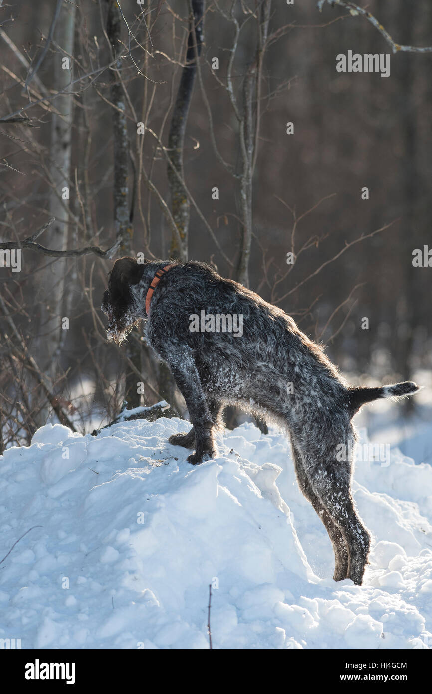 A German Wirehair Pointer running across a snowy field while hunting ...