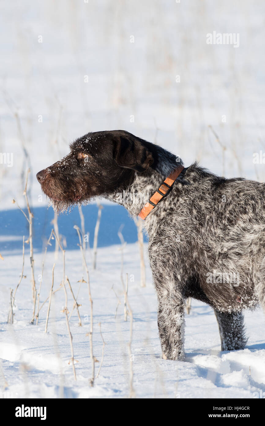 A German Wirehair Pointer running across a snowy field while hunting ...