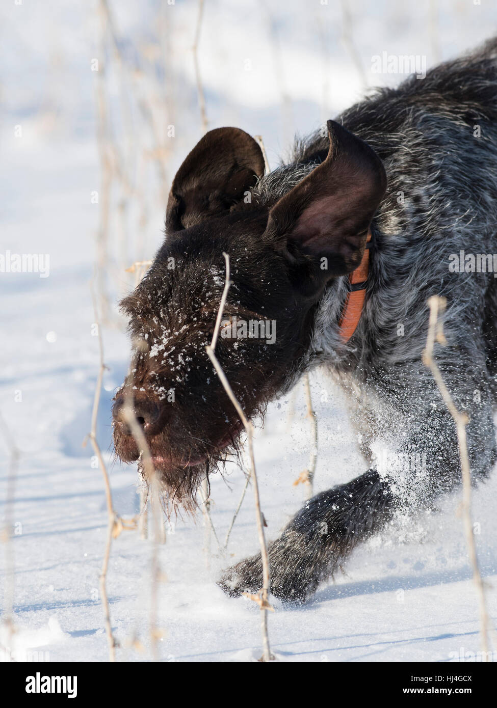 A German Wirehair Pointer running across a snowy field while hunting ...