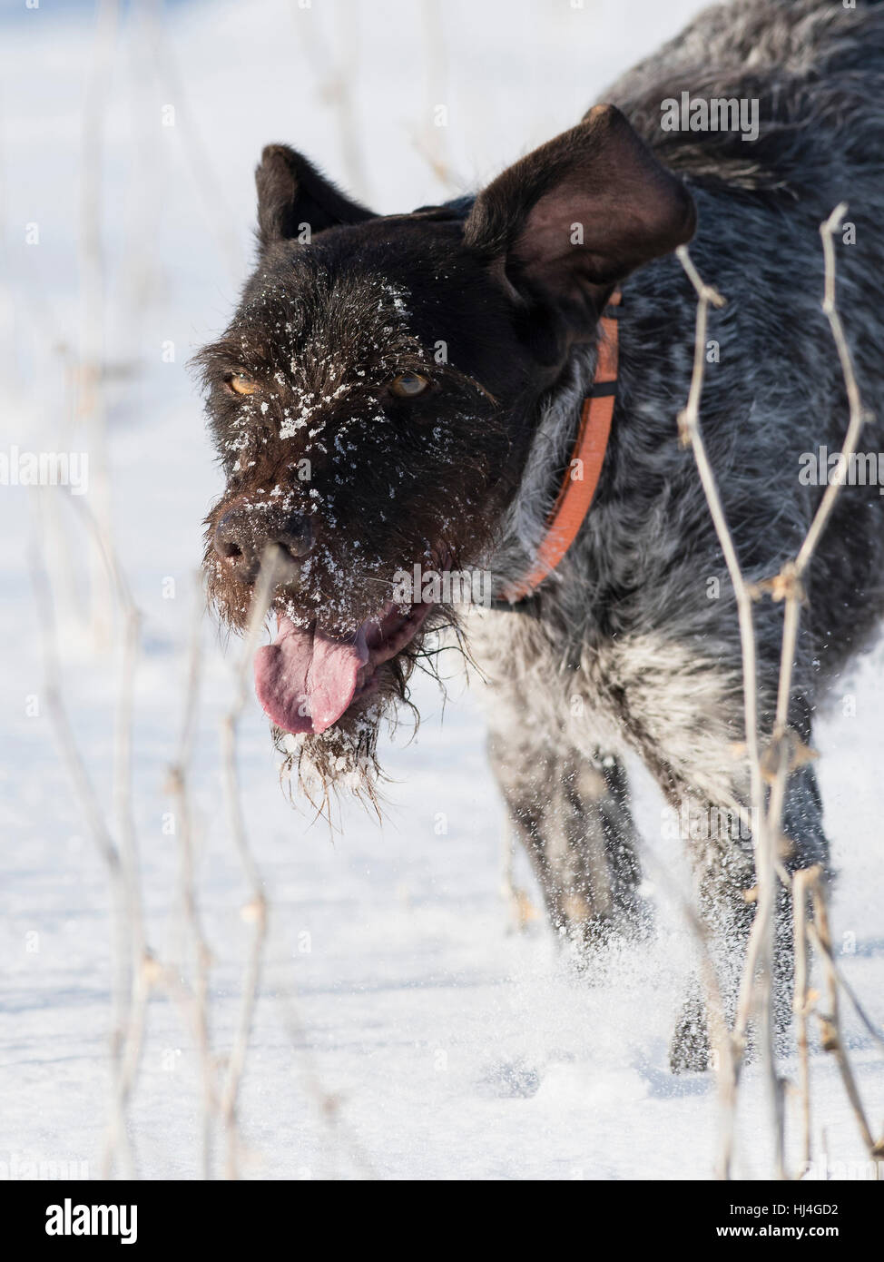 A German Wirehair Pointer running across a snowy field while hunting ...