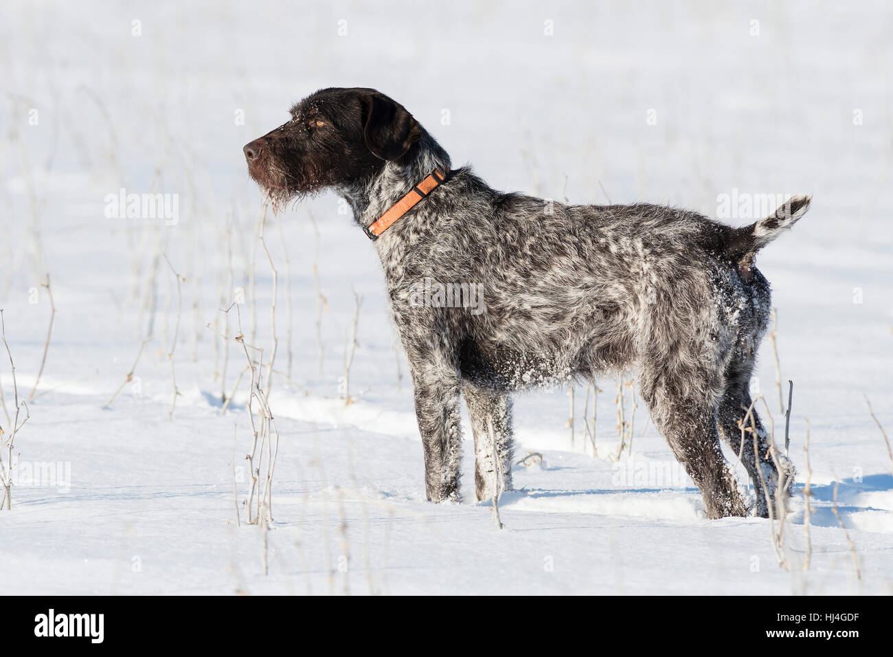 A German Wirehair Pointer running across a snowy field while hunting ...