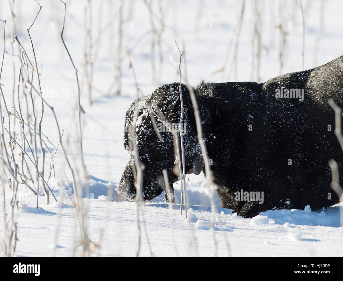 A Black Labrador Retriever running in fresh snow in the winter Stock ...