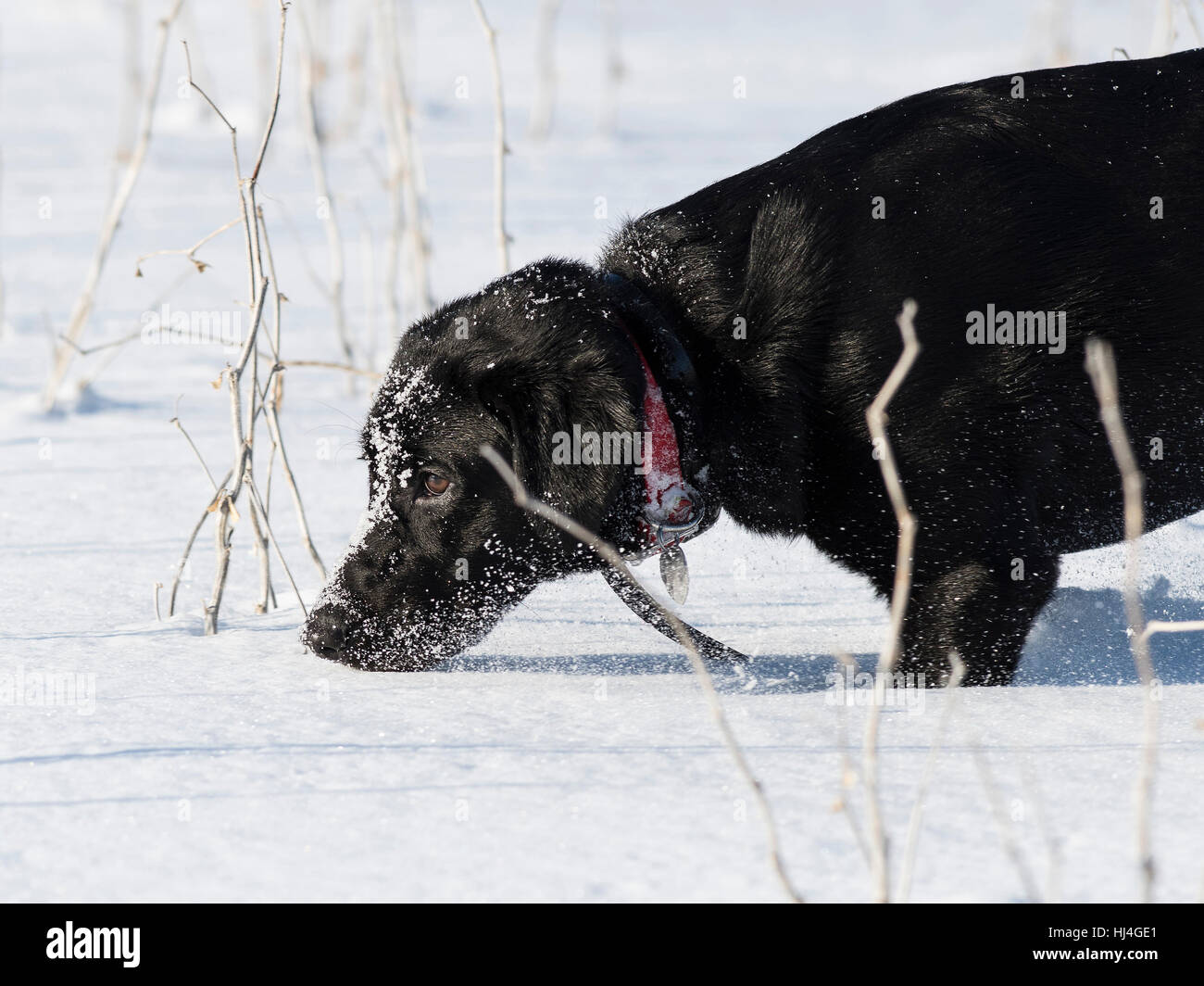 Black Labrador Retriever in the snow Stock Photo - Alamy