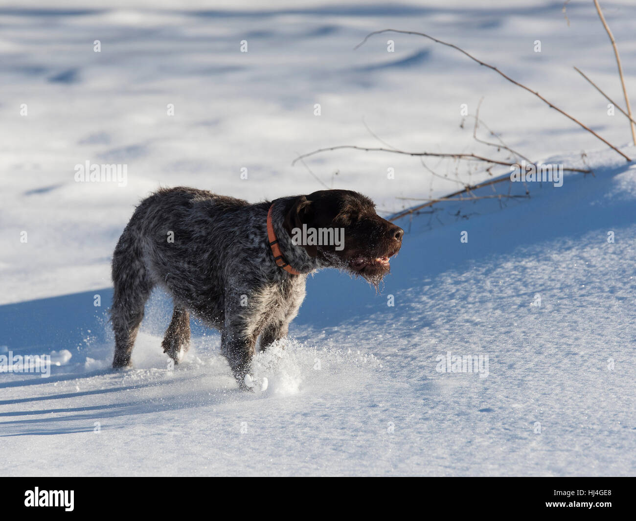 A German Wirehair Pointer running across a snowy field while hunting ...