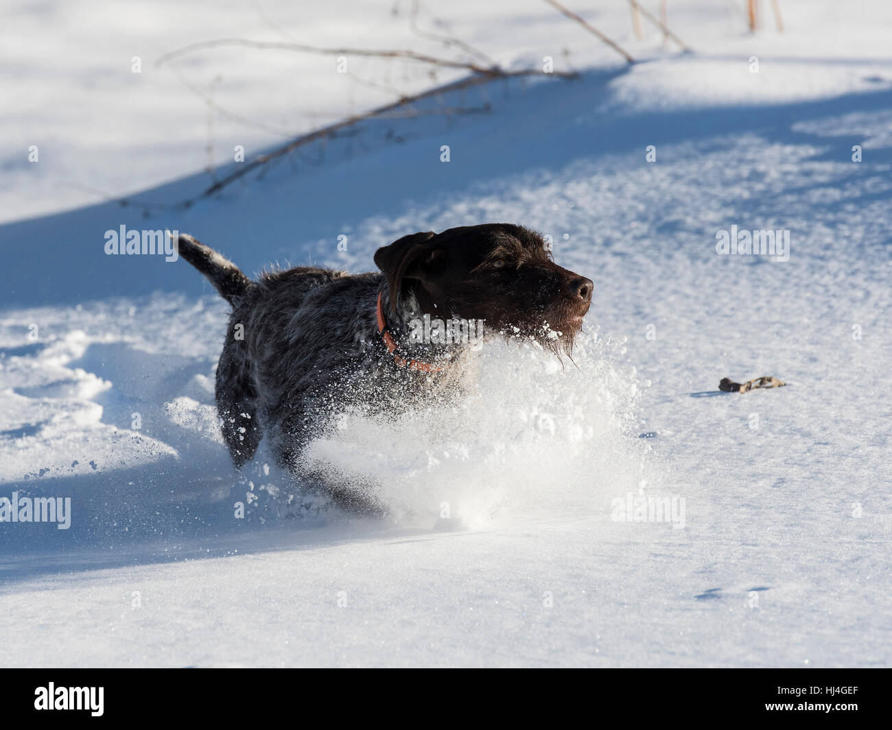 A German Wirehair Pointer running across a snowy field while hunting ...