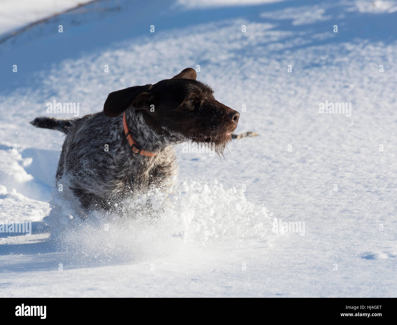A German Wirehair Pointer running across a snowy field while hunting Stock Photo - Alamy