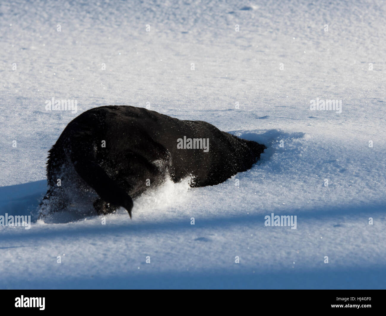 Black Labrador Retriever in the snow Stock Photo - Alamy