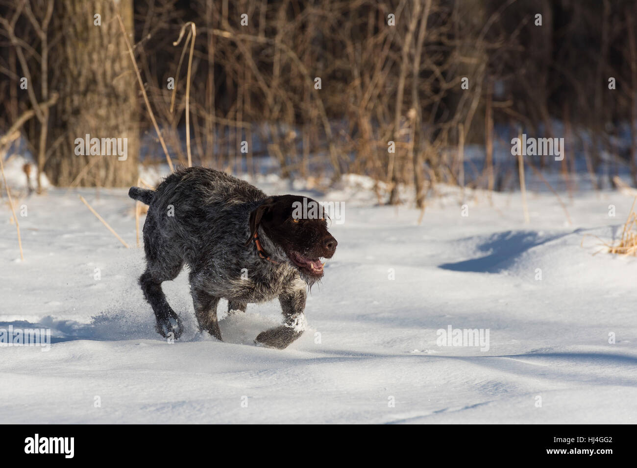 A German Wirehair Pointer running across a snowy field while hunting ...