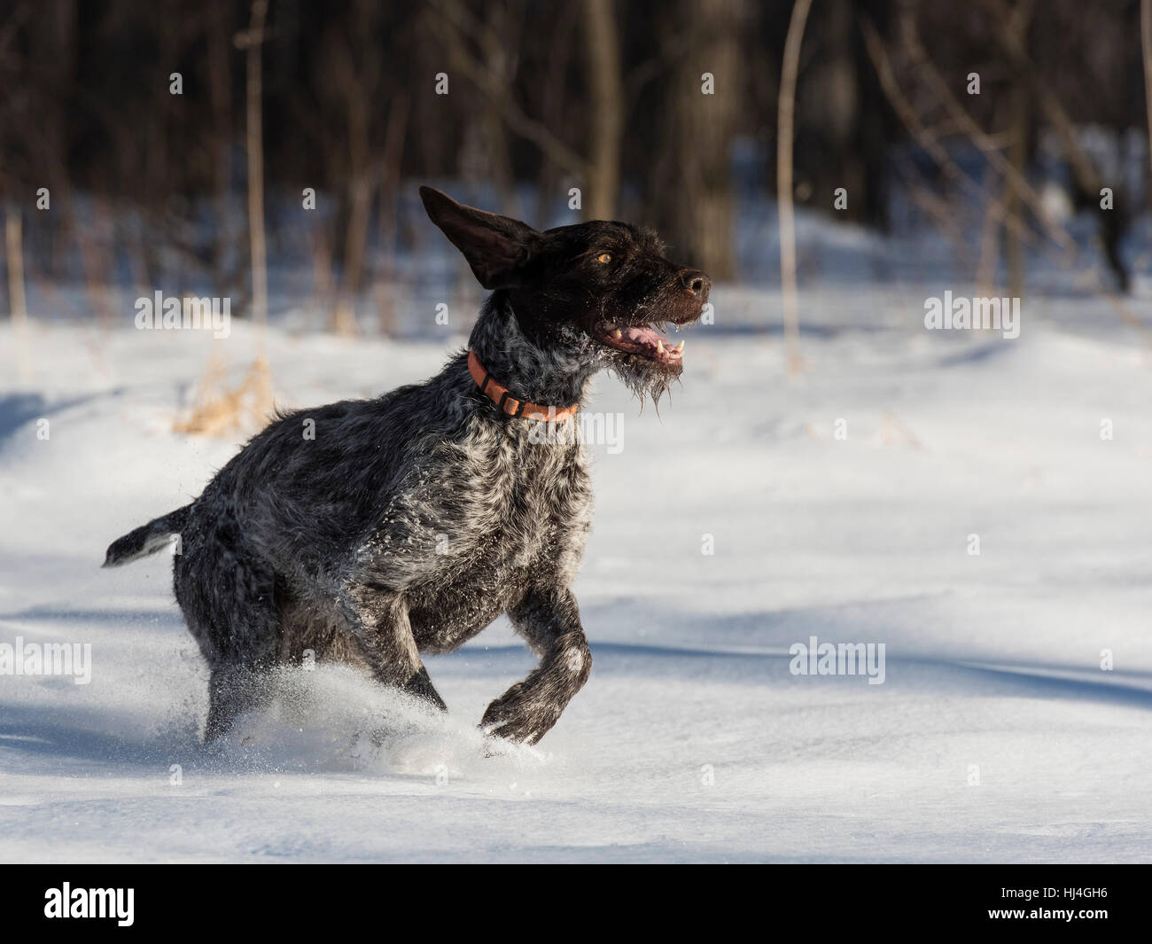 A German Wirehair Pointer running across a snowy field while hunting ...