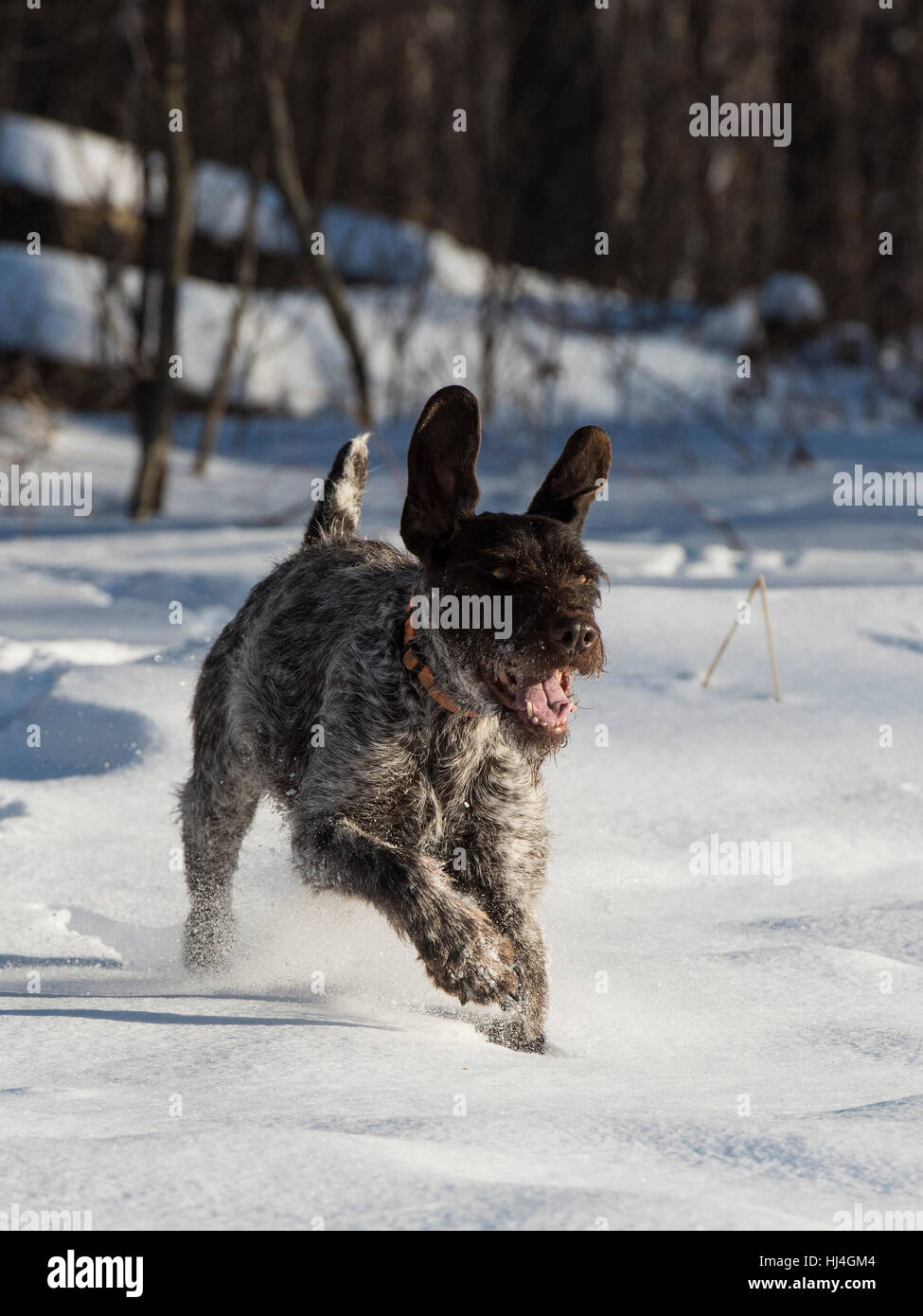 A German Wirehair Pointer running across a snowy field while hunting ...