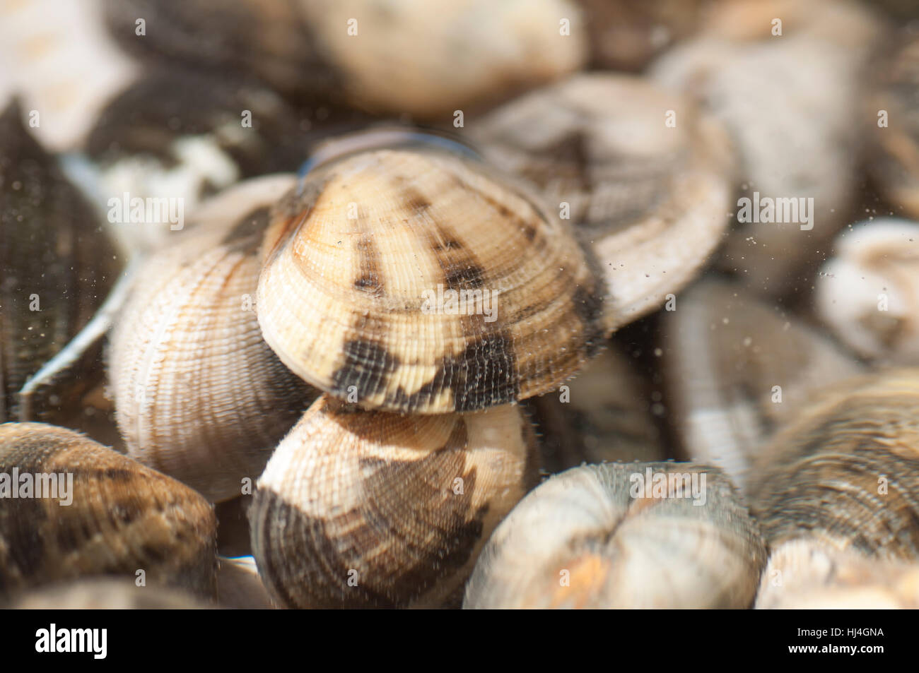 Closeup of the clams Stock Photo - Alamy