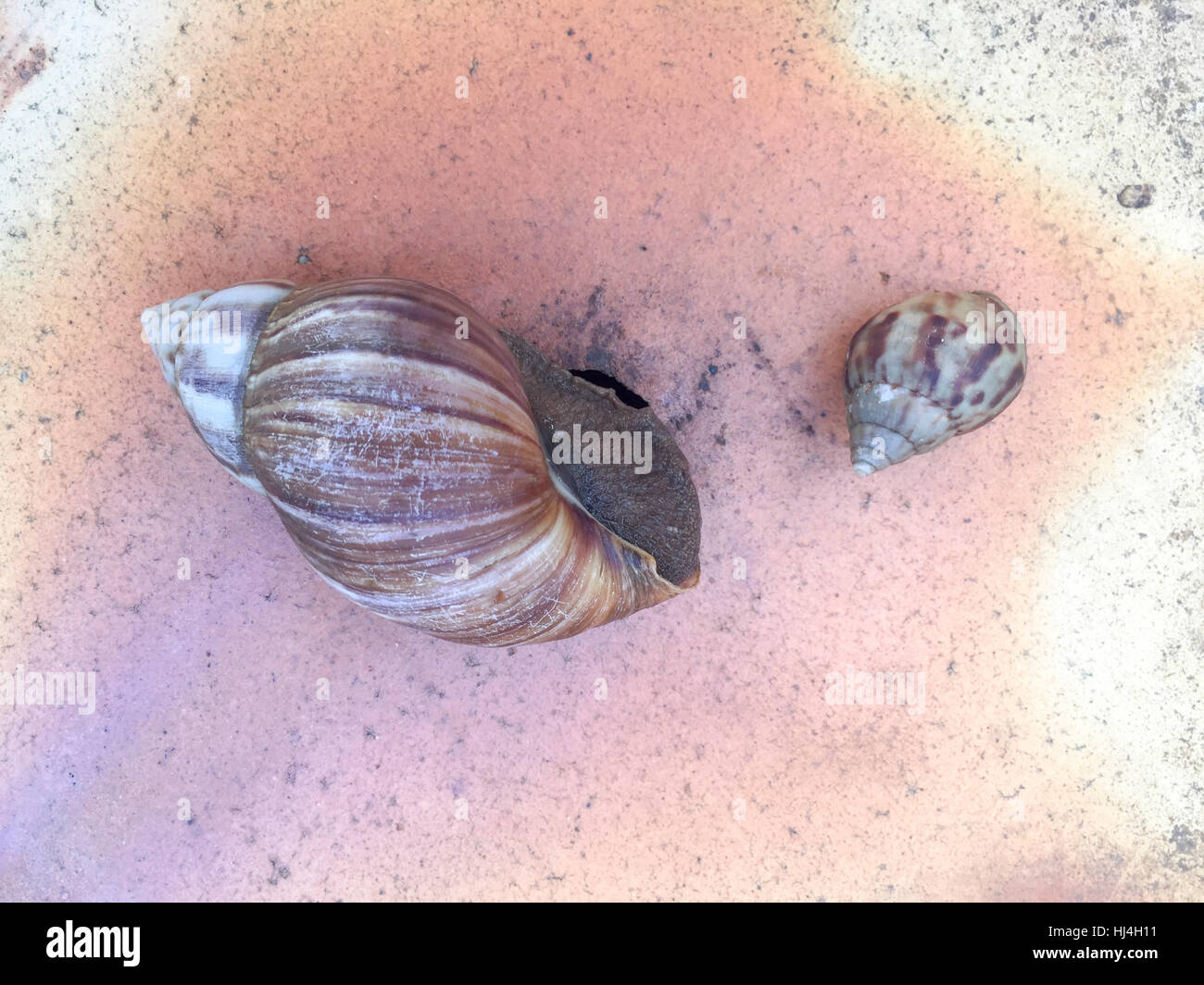 Snail Achatina Fulica on the top of teracotta vase with natural light ...