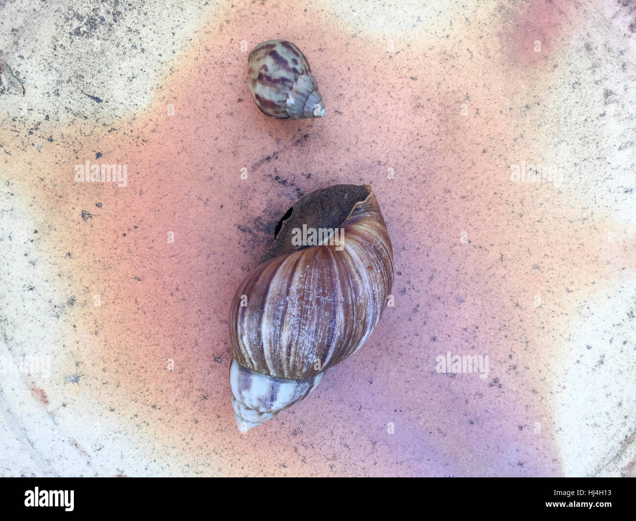 Snail Achatina Fulica on the top of teracotta vase with natural light ...