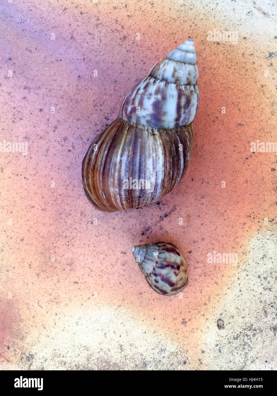 Snail Achatina Fulica on the top of teracotta vase with natural light ...