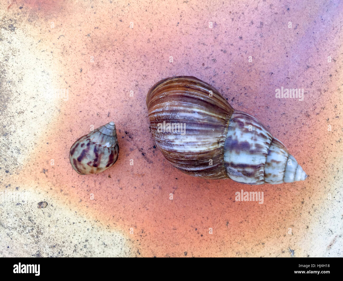 Snail Achatina Fulica on the top of teracotta vase with natural light ...