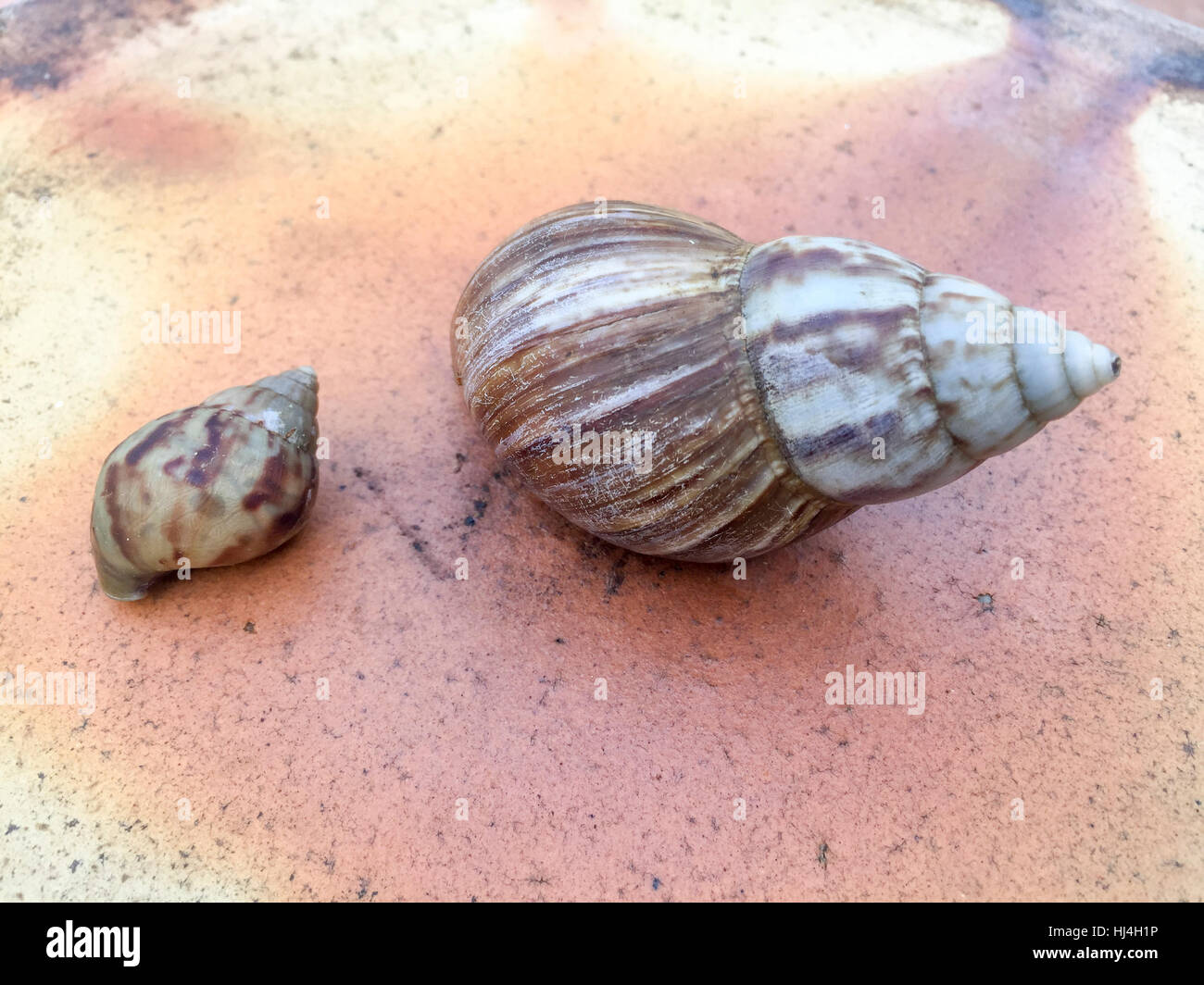 Snail Achatina Fulica on the top of teracotta vase with natural light ...