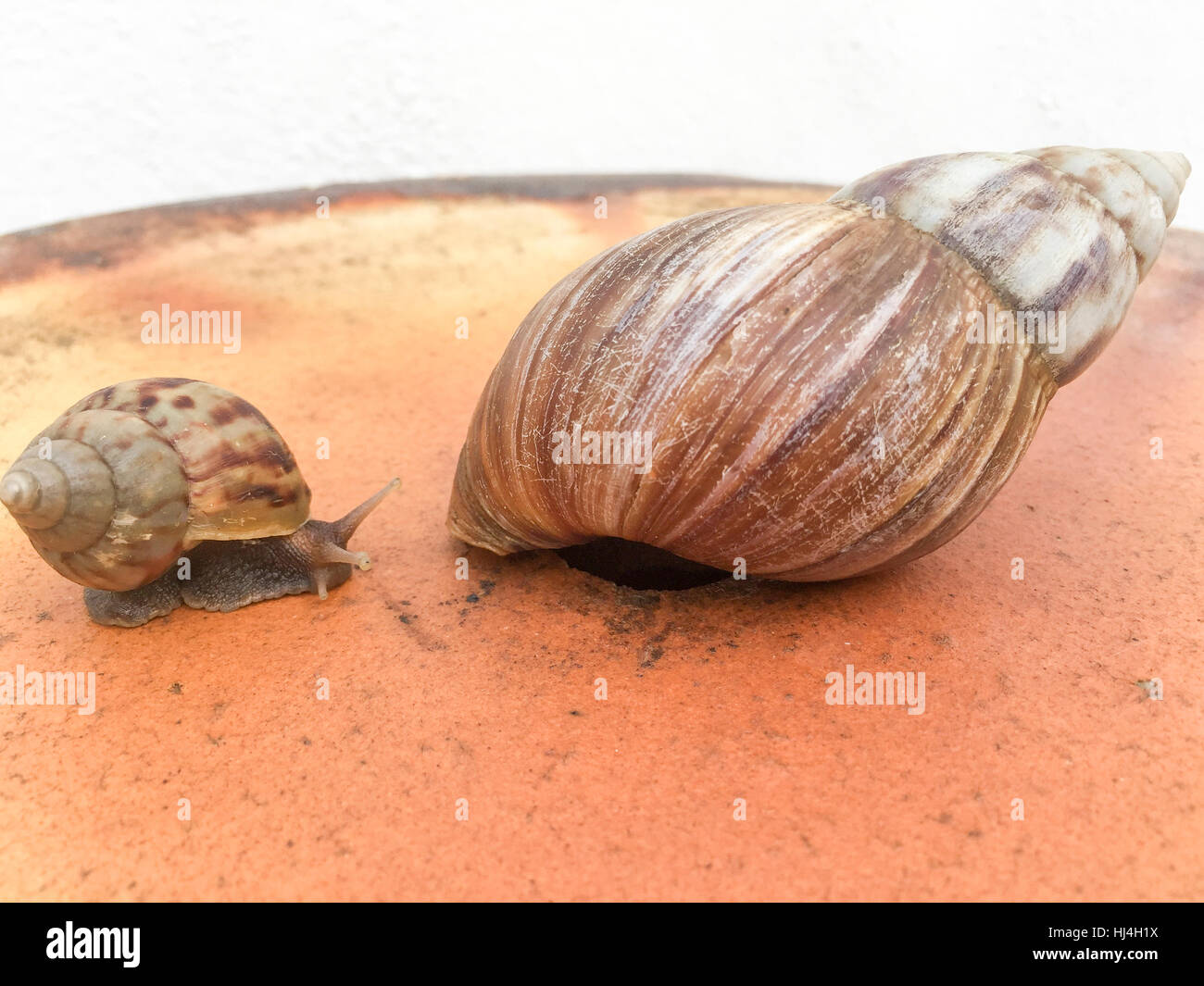 Snail Achatina Fulica on the top of teracotta vase with natural light ...