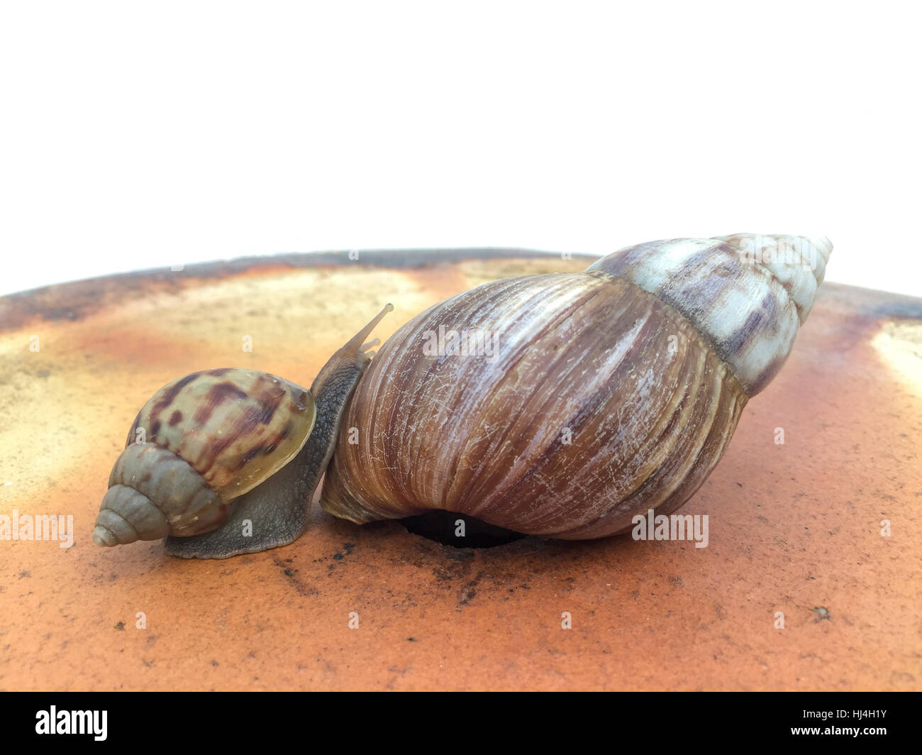 Snail Achatina Fulica on the top of teracotta vase with natural light ...