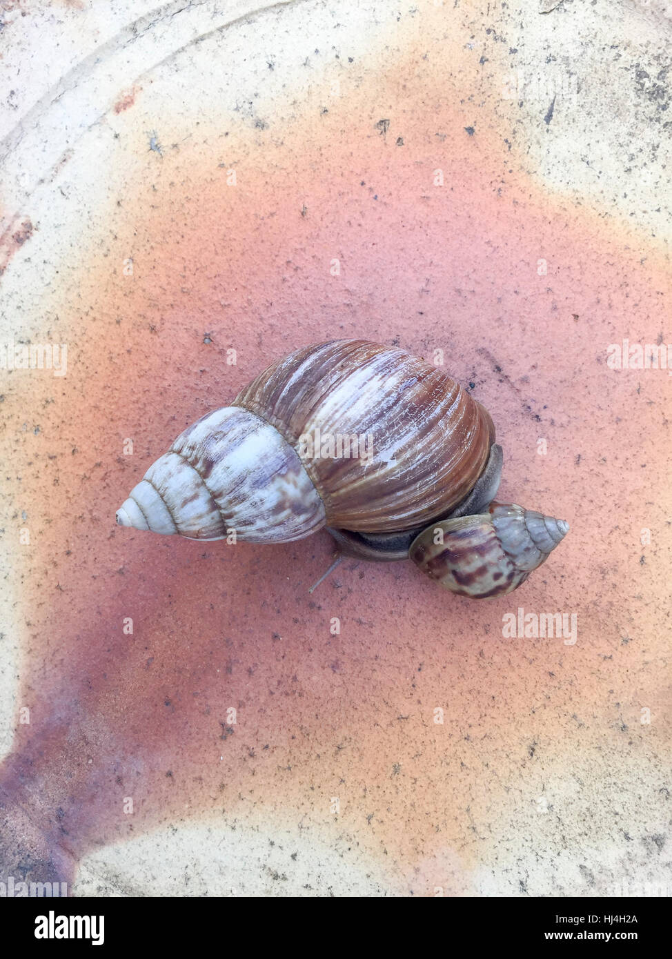 Snail Achatina Fulica on the top of teracotta vase with natural light ...