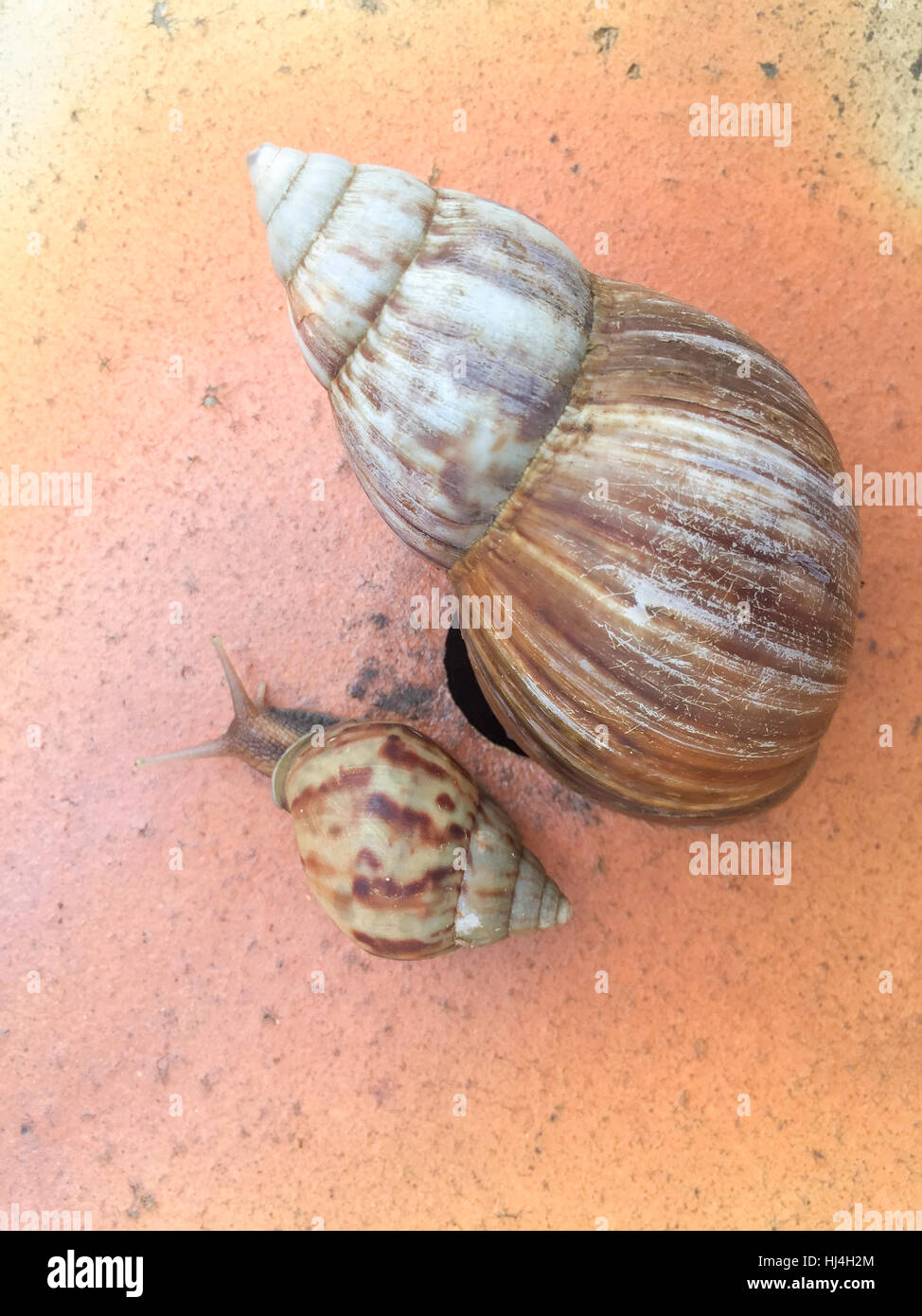 Snail Achatina Fulica on the top of teracotta vase with natural light ...