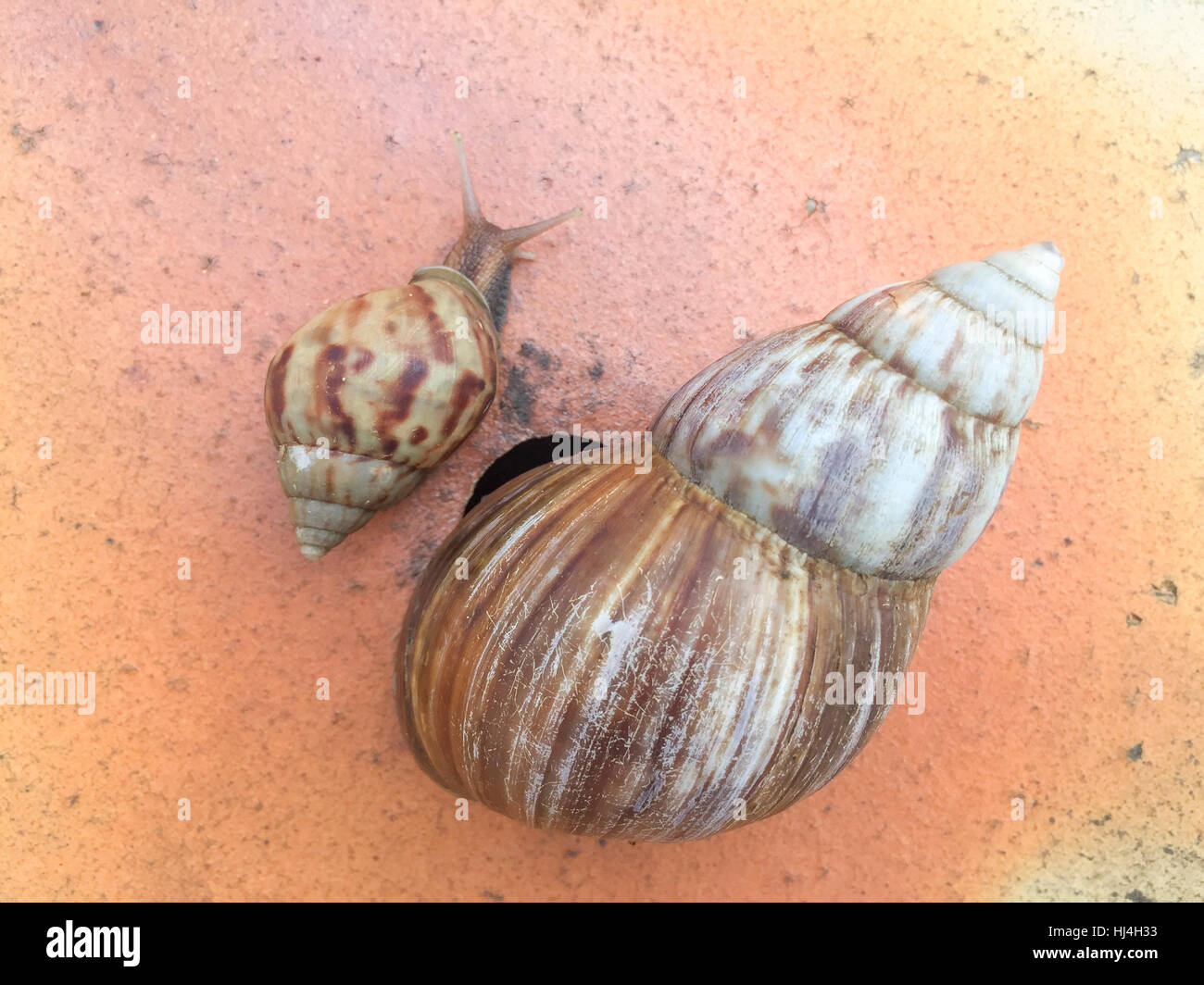 Snail Achatina Fulica on the top of teracotta vase with natural light ...