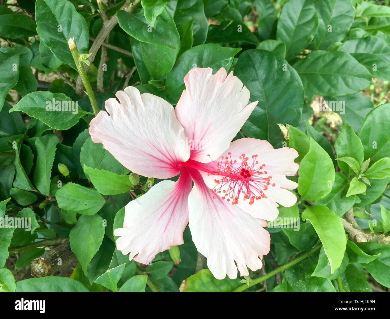 A hibiscus flower.Hibiscus is Malaysia's national flower where it's ...