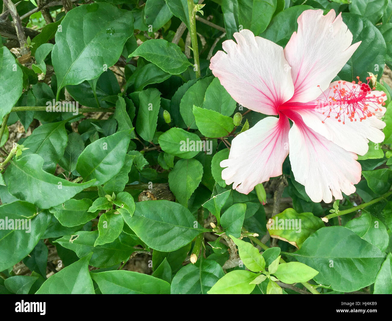 A hibiscus flower.Hibiscus is Malaysia's national flower where it's ...