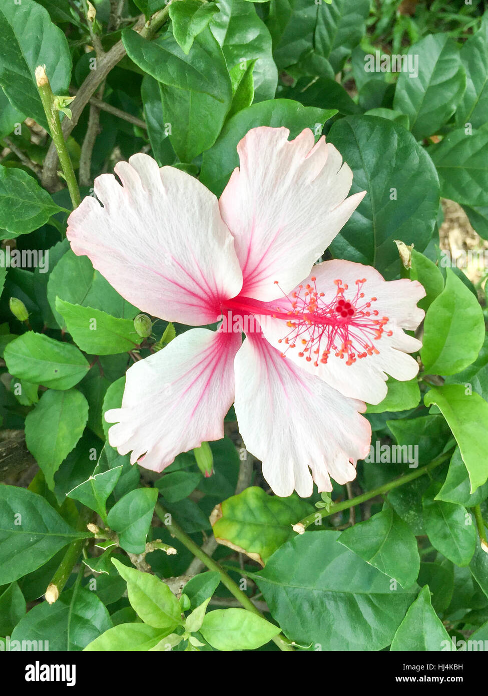A hibiscus flower.Hibiscus is Malaysia's national flower where it's ...