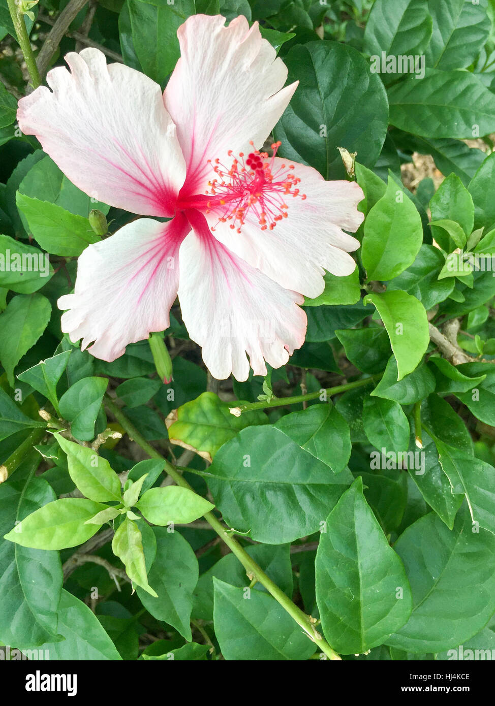 A hibiscus flower.Hibiscus is Malaysia's national flower where it's ...