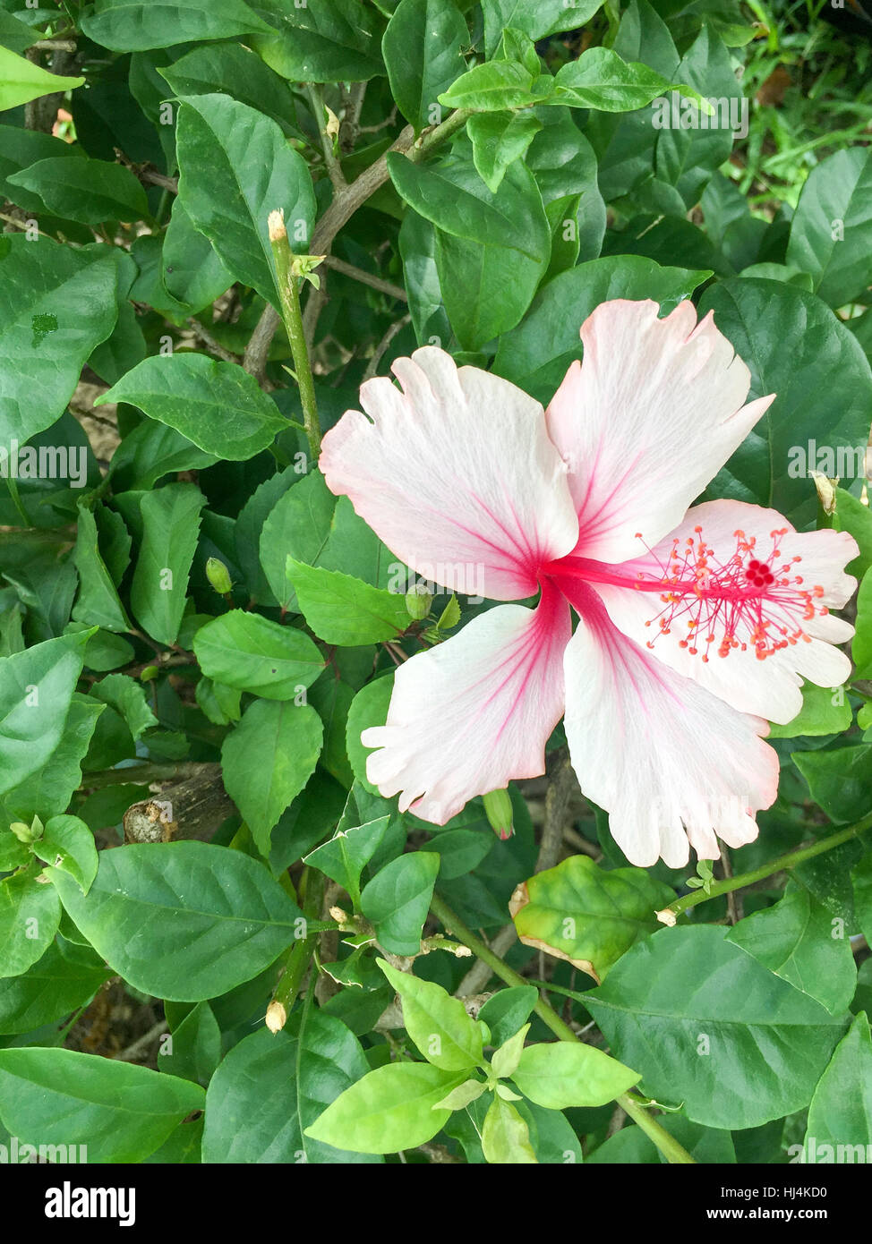 A hibiscus flower.Hibiscus is Malaysia's national flower where it's ...