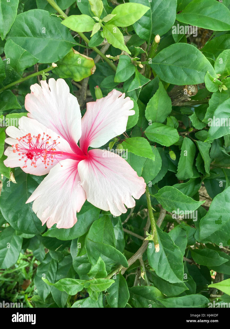 A hibiscus flower.Hibiscus is Malaysia's national flower where it's ...