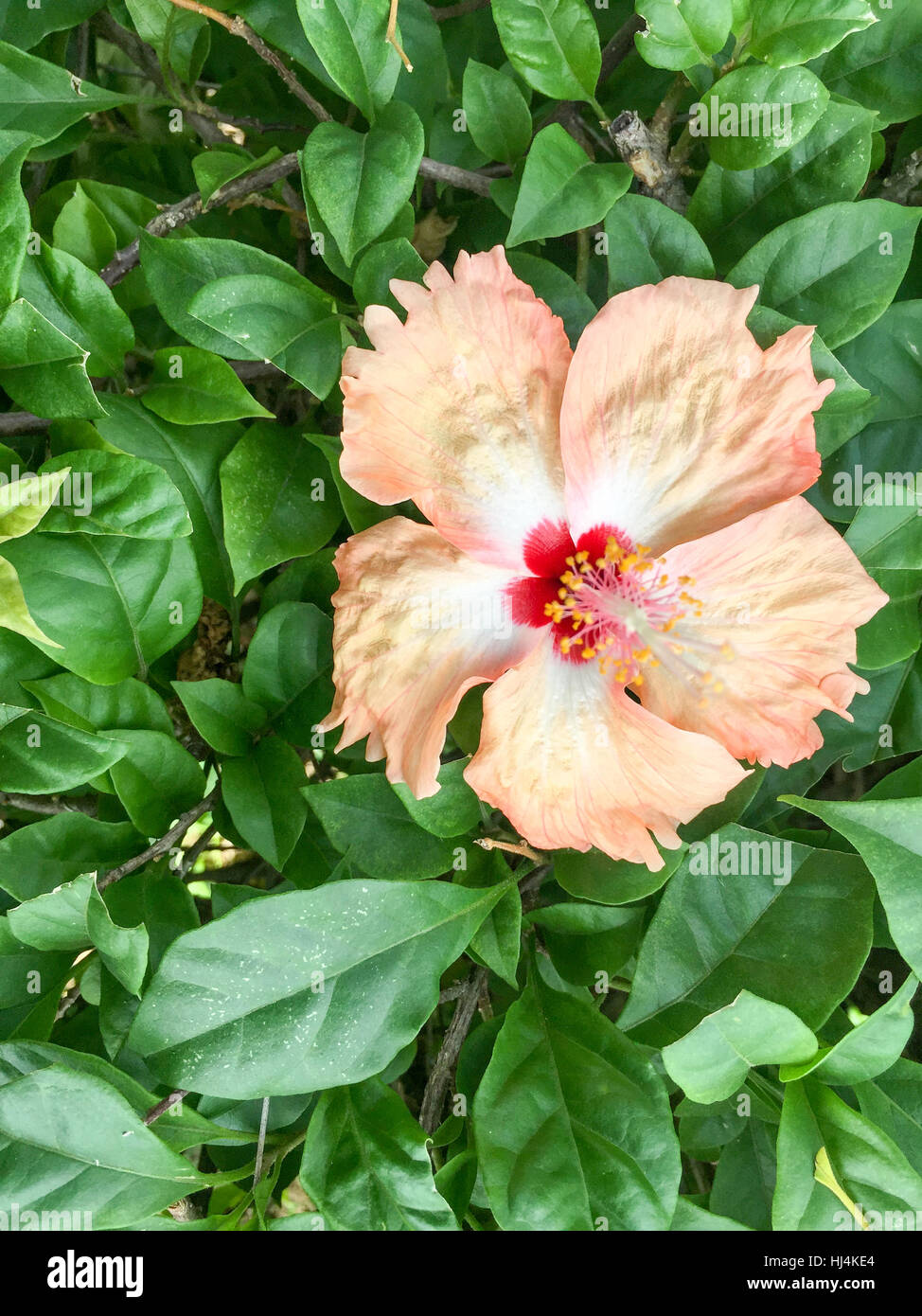 A hibiscus flower.Hibiscus is Malaysia's national flower where it's ...