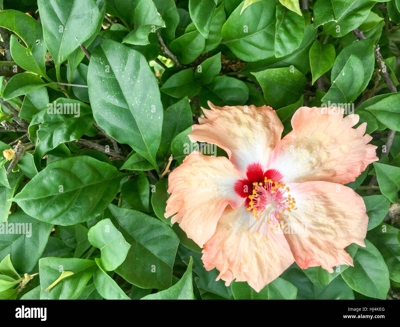 A hibiscus flower.Hibiscus is Malaysia's national flower where it's ...