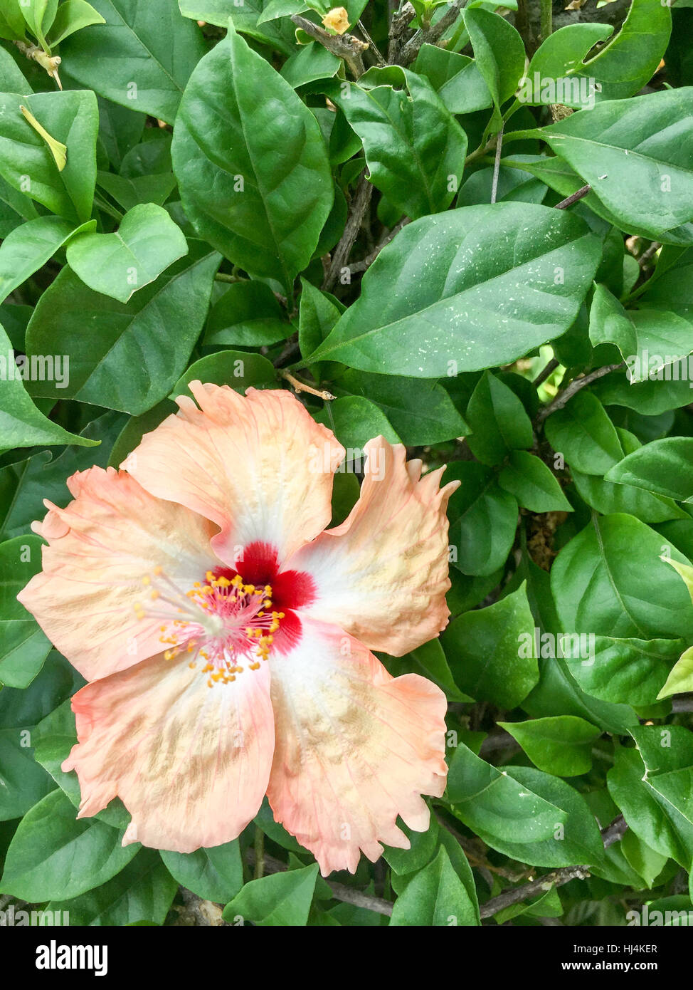 A hibiscus flower.Hibiscus is Malaysia's national flower where it's ...