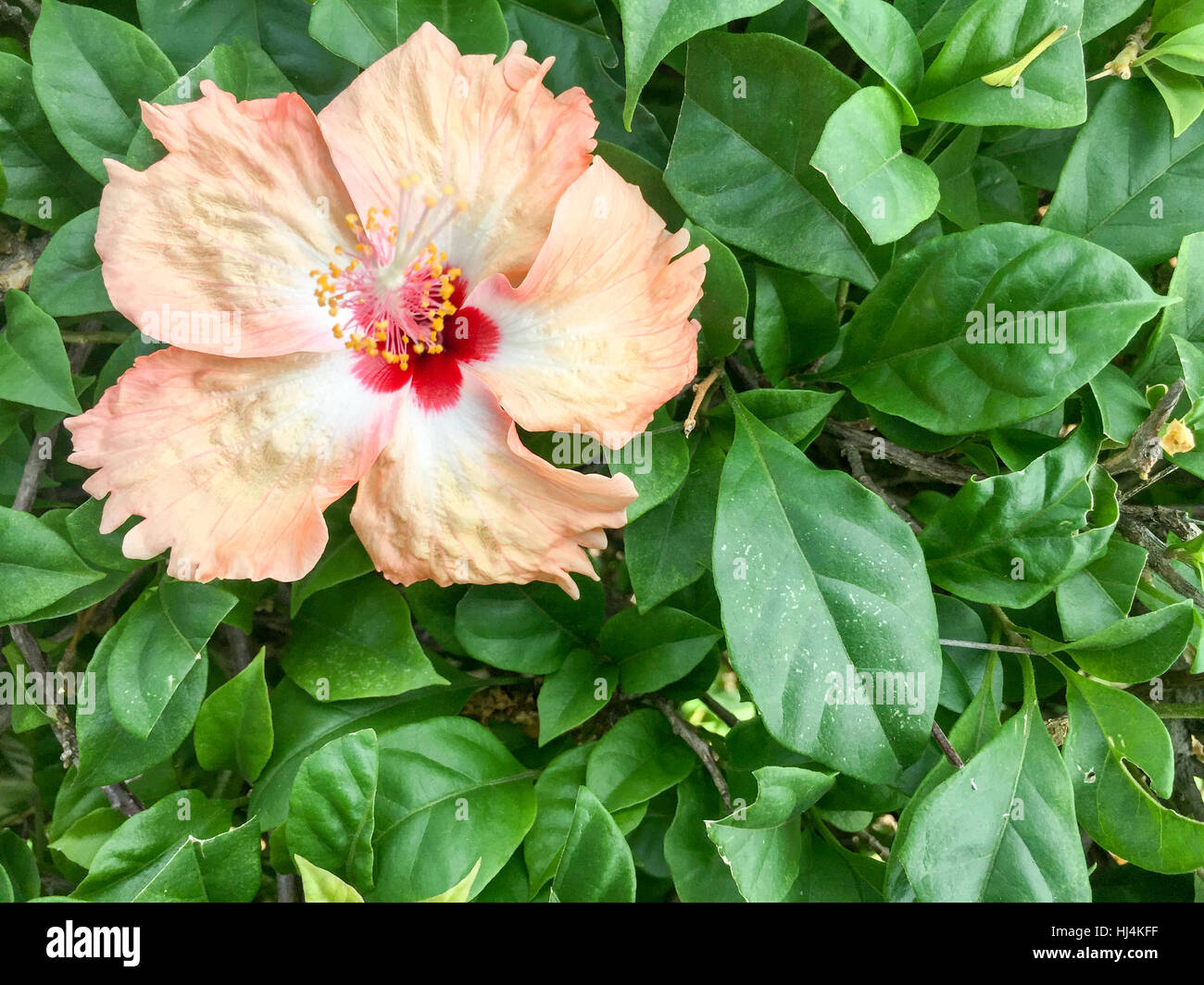 A hibiscus flower.Hibiscus is Malaysia's national flower where it's ...