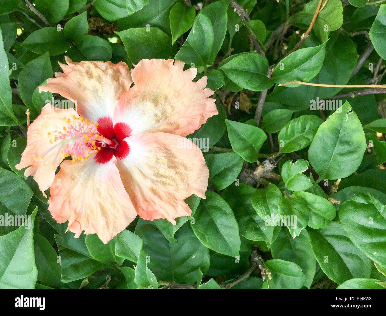 A hibiscus flower.Hibiscus is Malaysia's national flower where it's ...