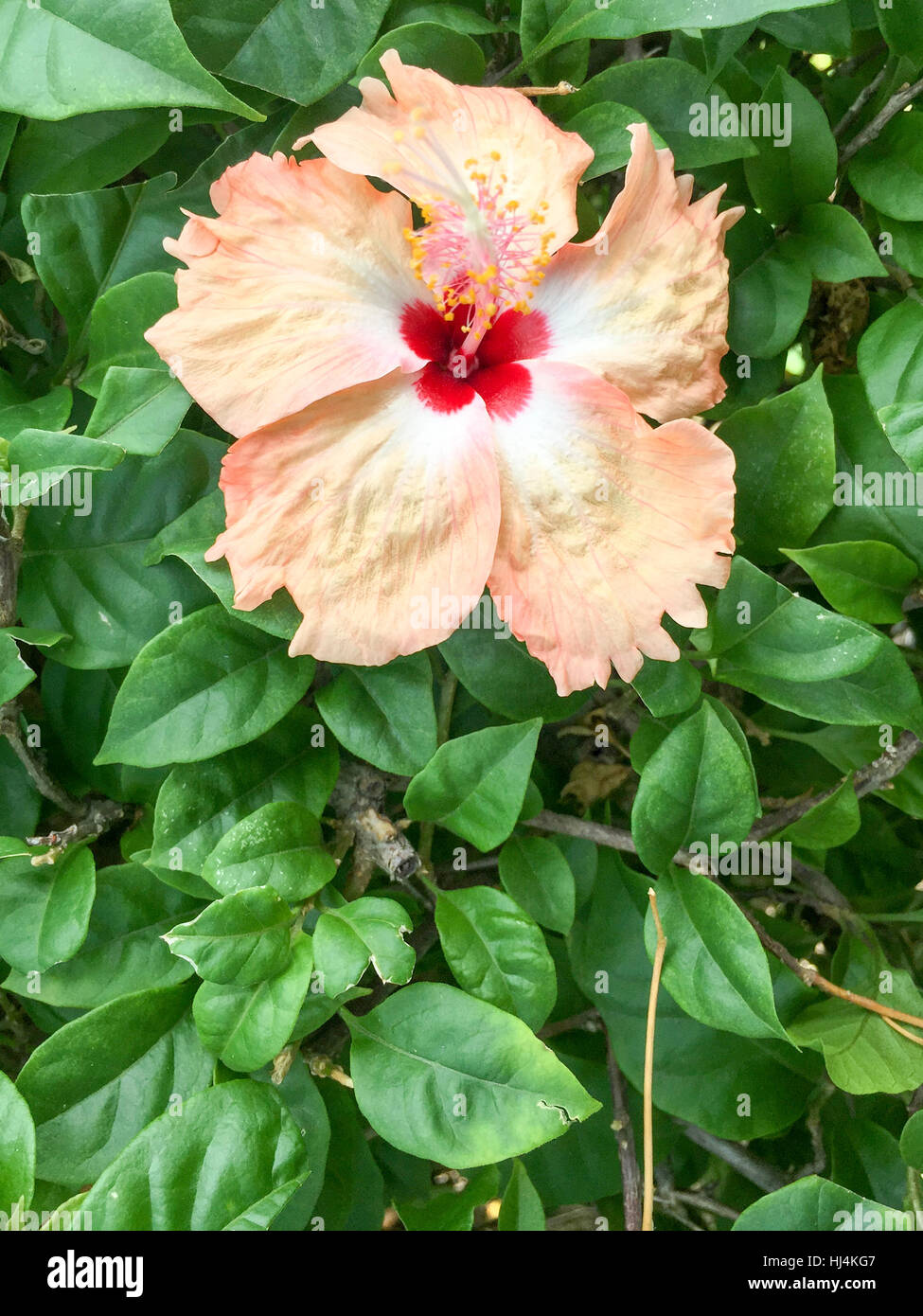 A hibiscus flower.Hibiscus is Malaysia's national flower where it's ...